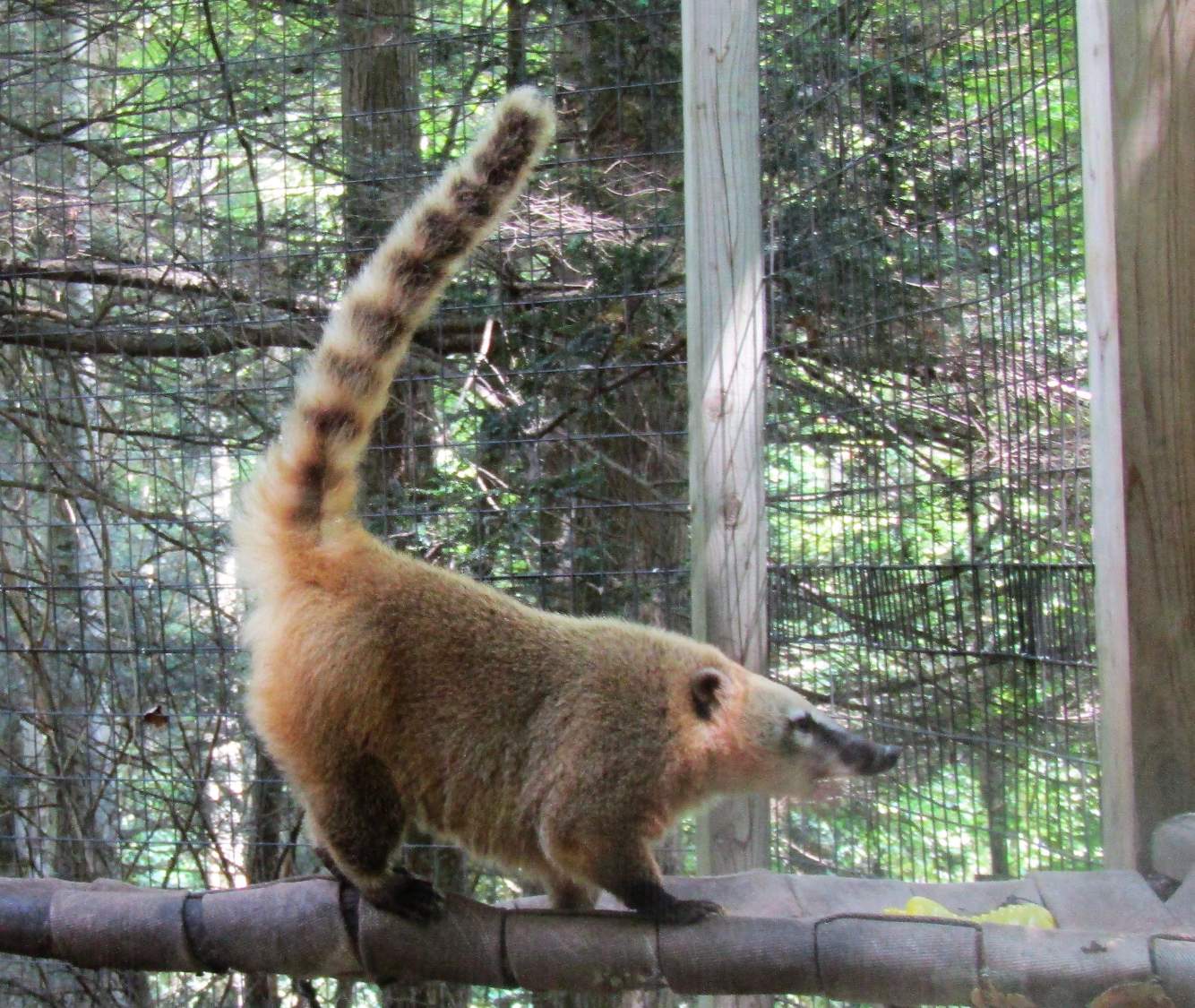 Solve WALKING A BALANCE BEAM REQUIRES GRACE AND A LONG TAIL TO HELP ...