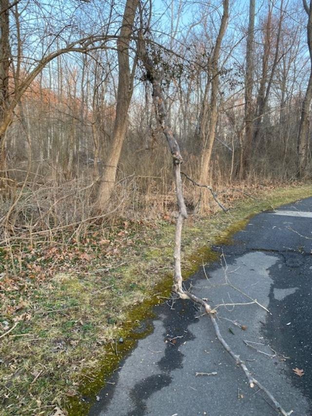 Solve Downed tree branch jigsaw puzzle online with 20 pieces