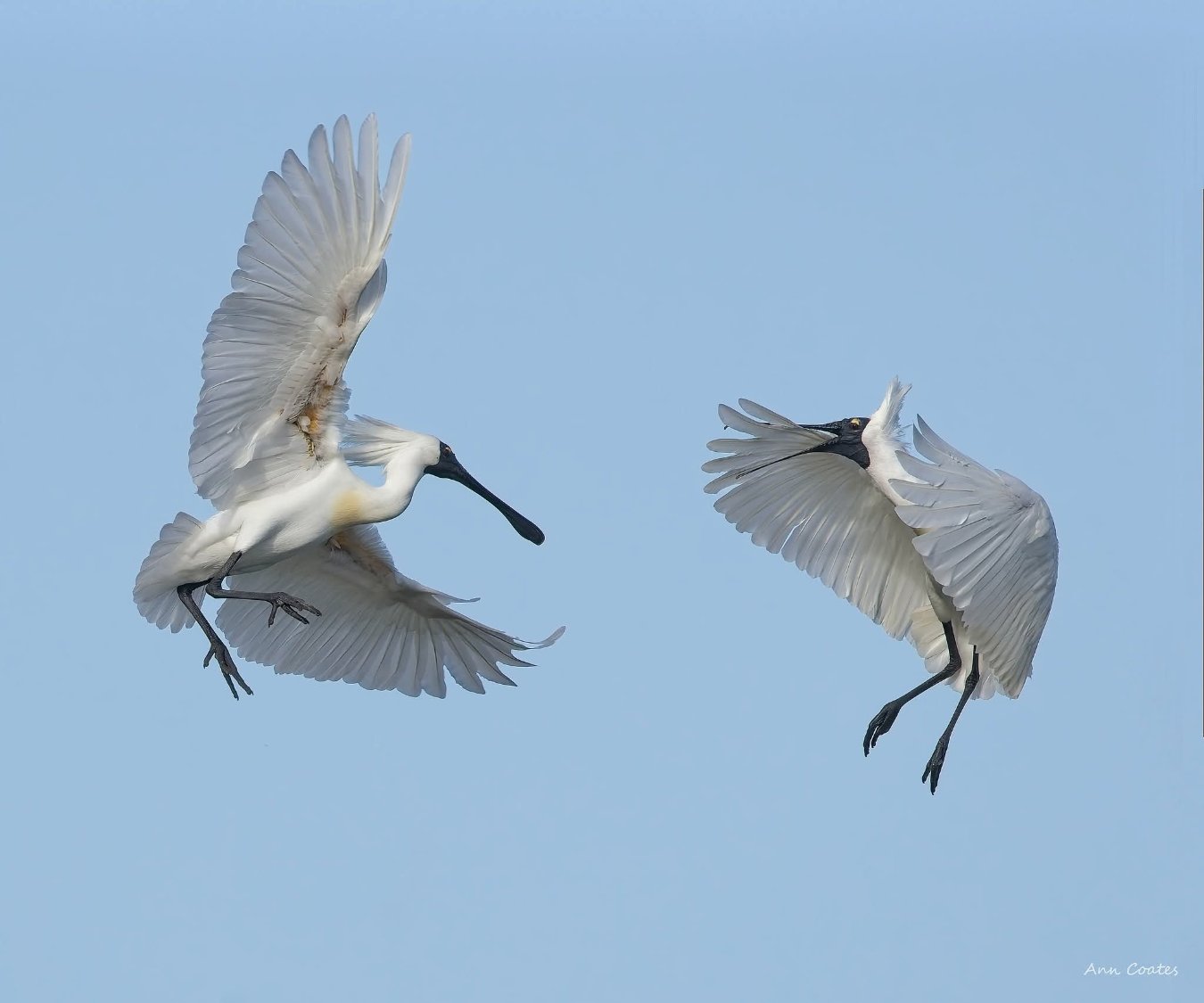 Solve Mating dance jigsaw puzzle online with 12 pieces