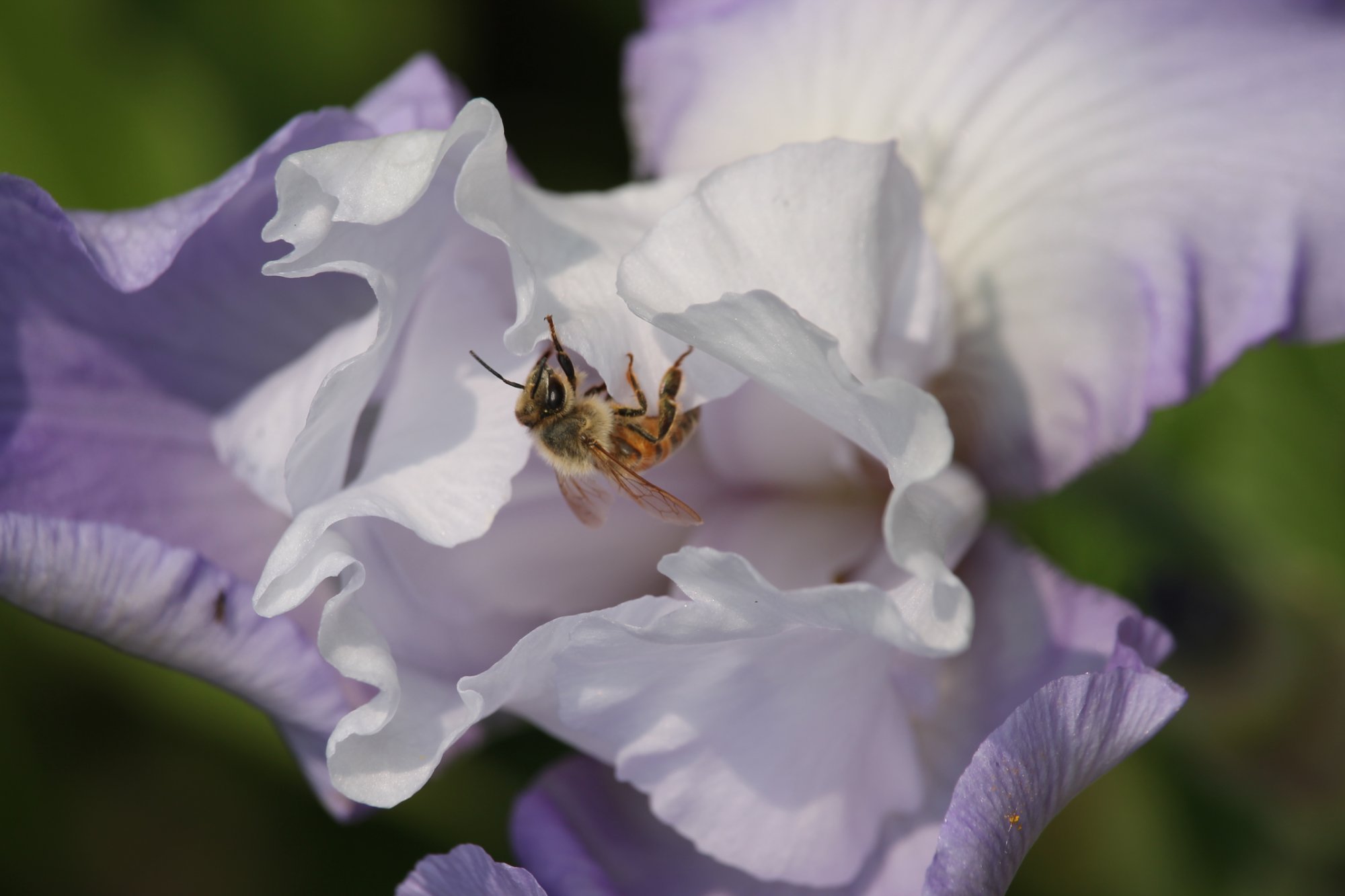 Solve Tiny Pollinator jigsaw puzzle online with 260 pieces