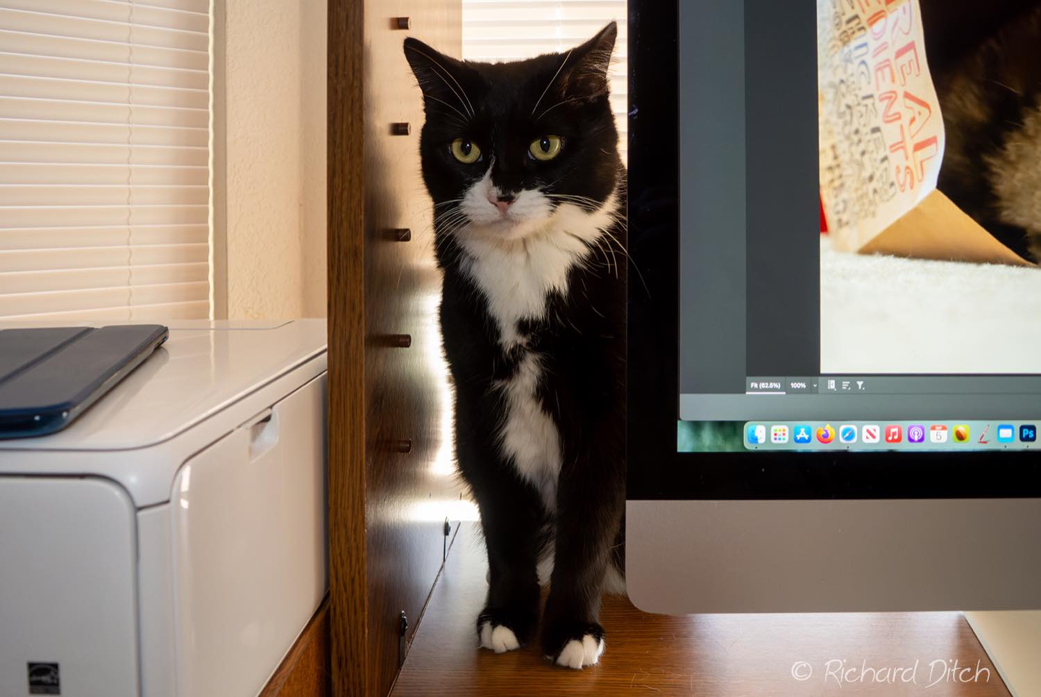 Solve Molly by the computer jigsaw puzzle online with 77 pieces