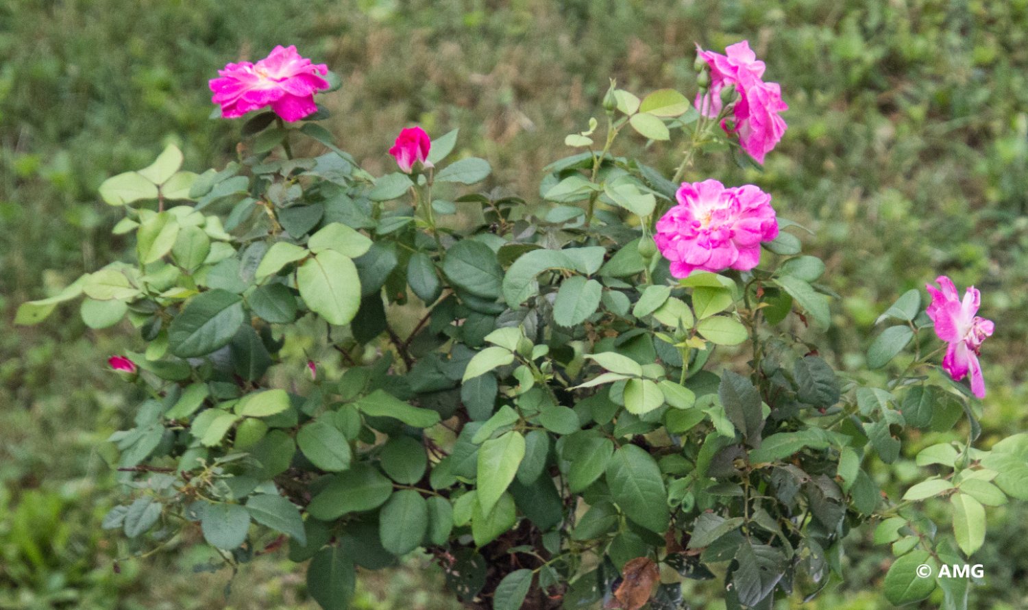 Solve Potted Rose Tree Closer jigsaw puzzle online with 15 pieces