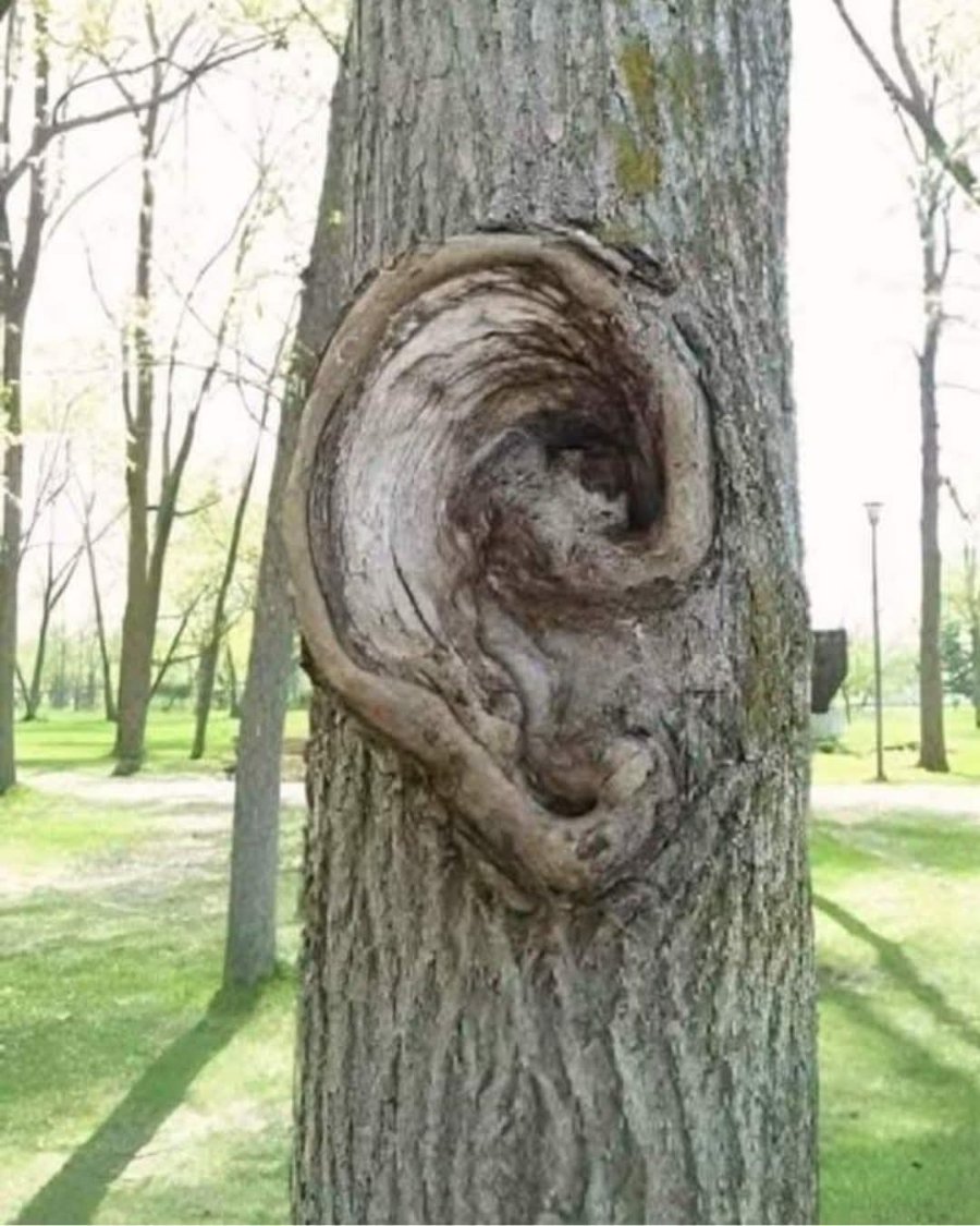 Solve The listening tree jigsaw puzzle online with 12 pieces