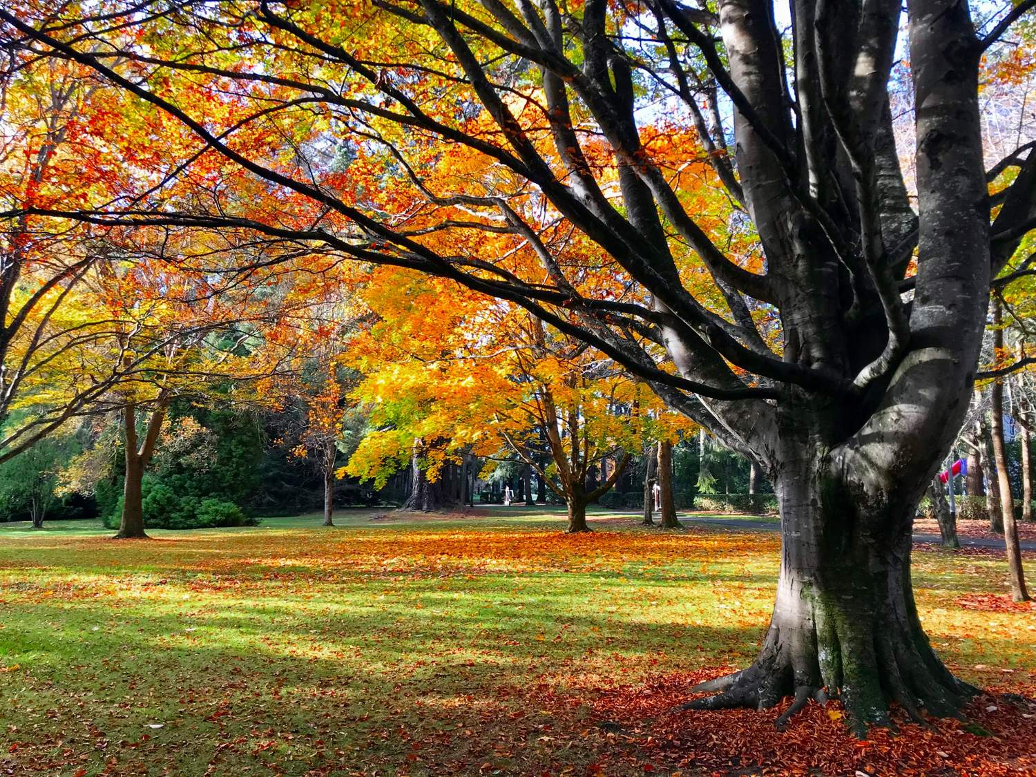 Solve Autumn, Queens Park, Invercargill, New Zealand jigsaw puzzle ...