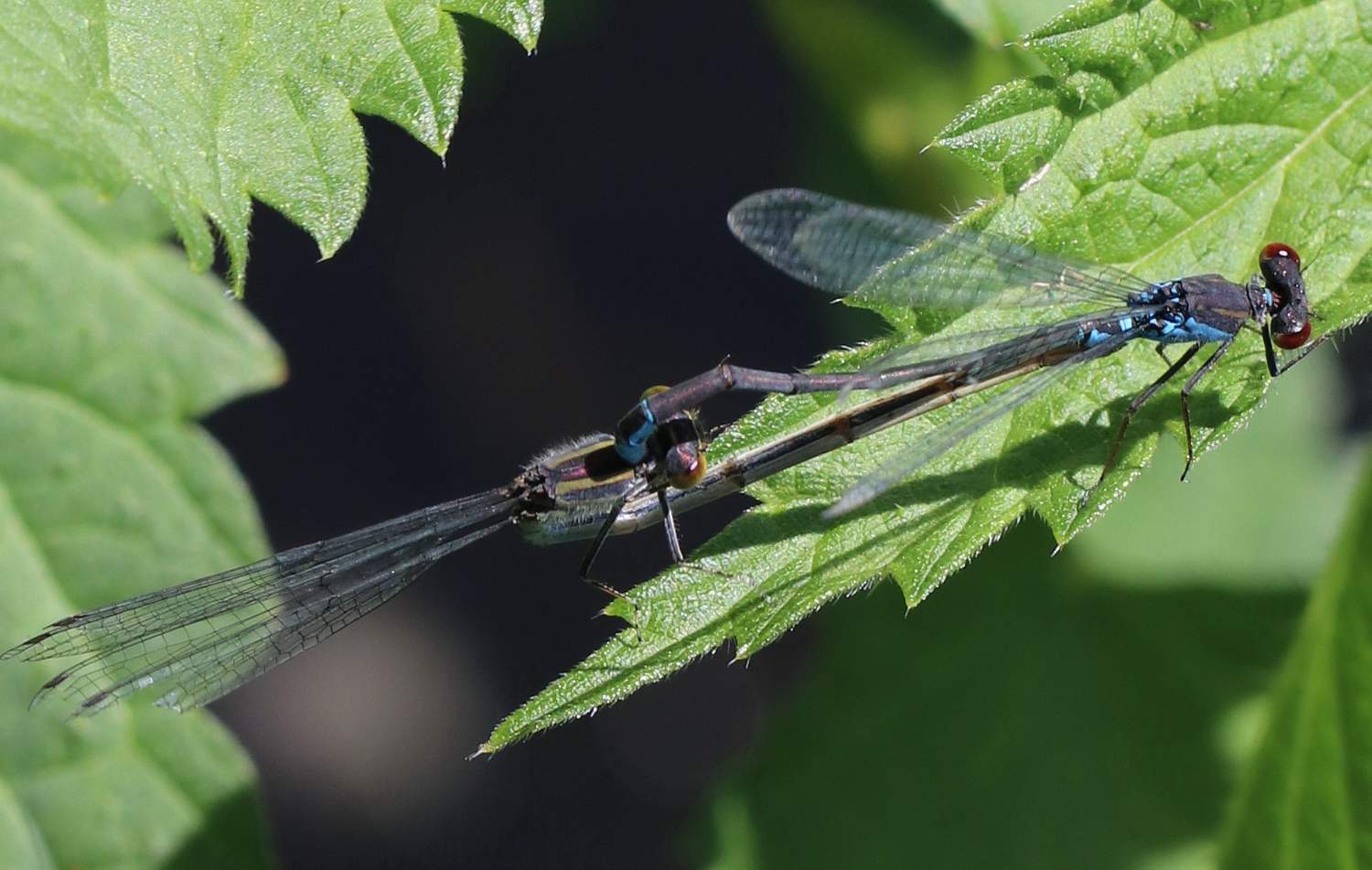 Solve Mating small red-eyed damselfly - Erythromma viridulum (kleine ...