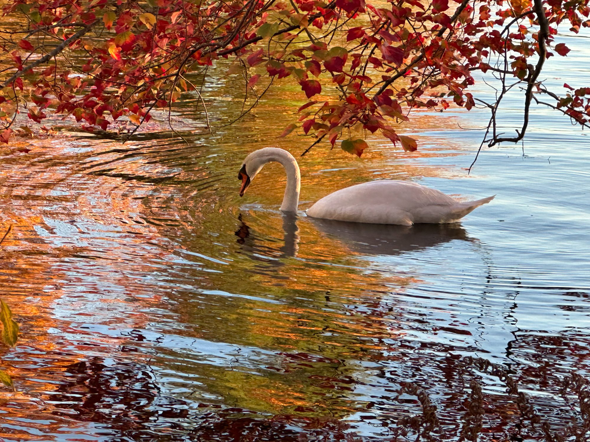 Solve Autumn swan jigsaw puzzle online with 99 pieces