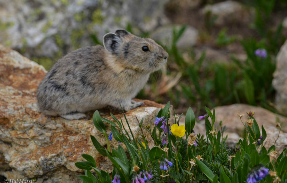 Solve Pika jigsaw puzzle online with 40 pieces