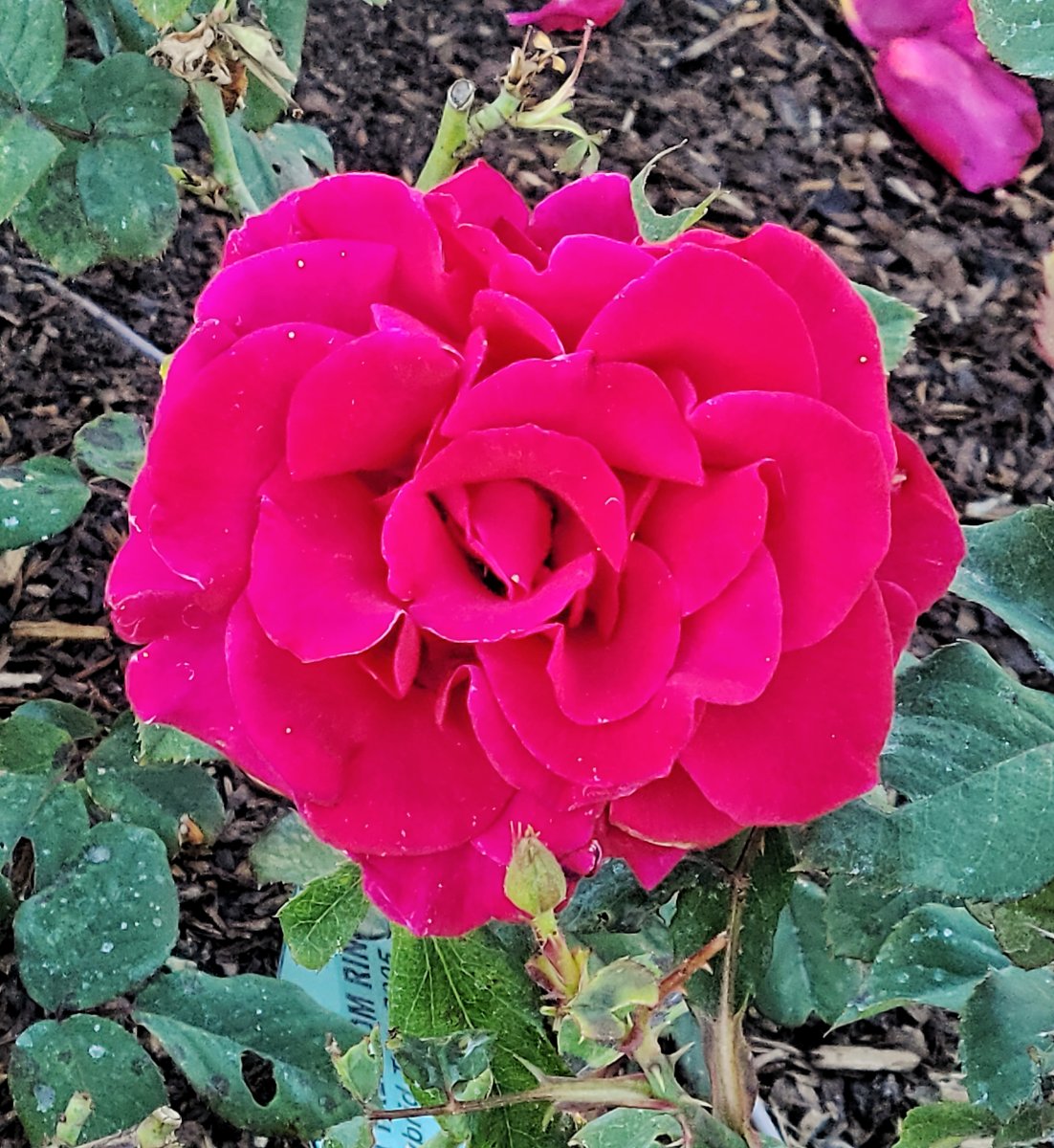 Solve Bold Red Rose Blossom jigsaw puzzle online with 36 pieces