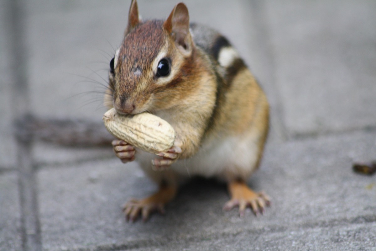 Solve Chipmunk jigsaw puzzle online with 96 pieces