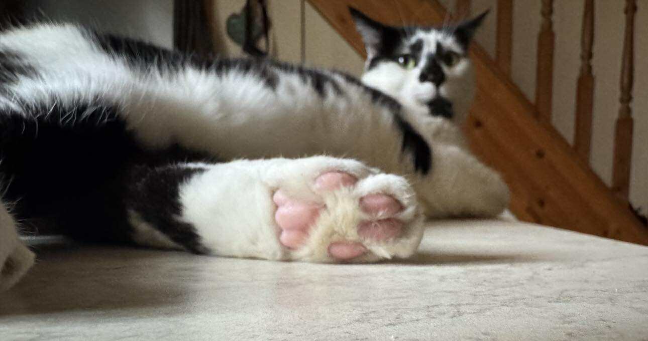 Solve She's pointing that blasted camera at me again! Grr jigsaw puzzle ...