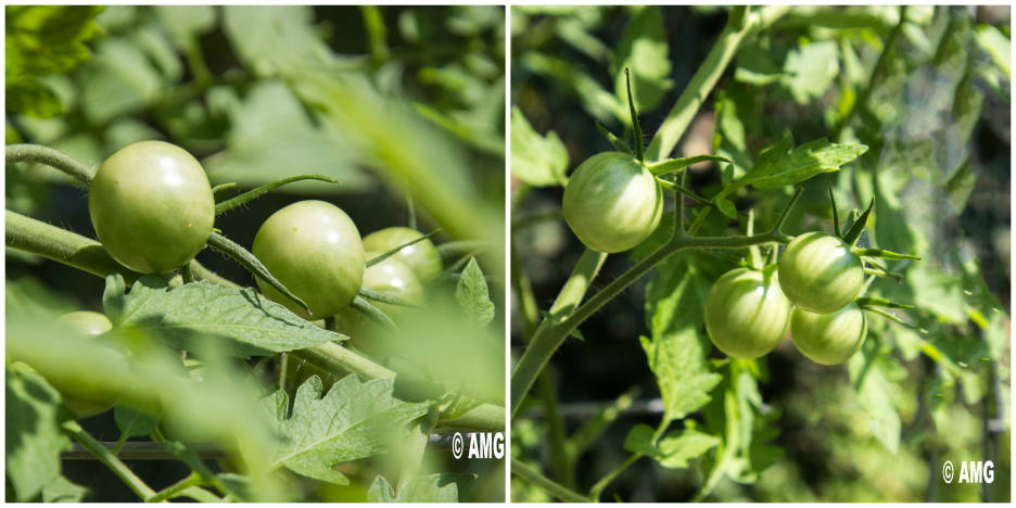 Solve Tomatoes jigsaw puzzle online with 15 pieces