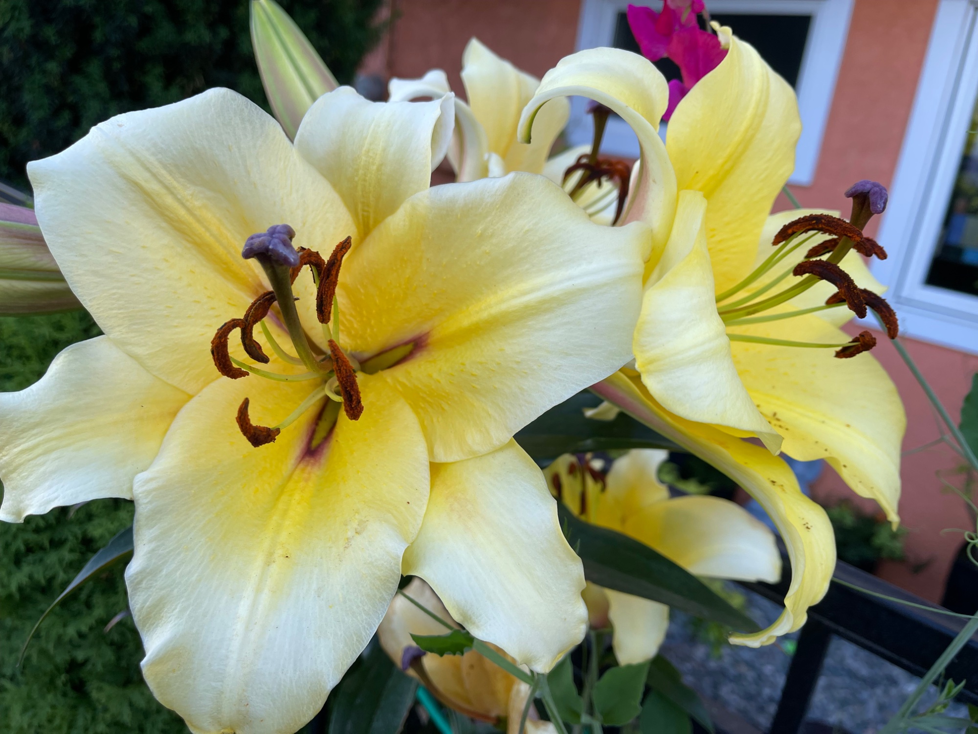 Solve Fancy Lily jigsaw puzzle online with 130 pieces