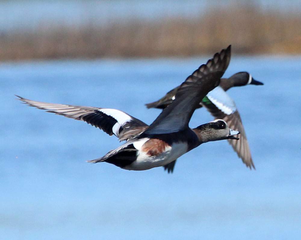 Solve American Wigeon (foreground) and Blue-winged Teal, Famosa Slough ...