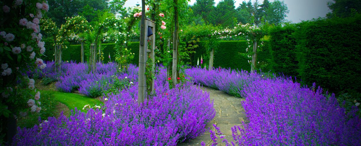 Solve Lavender Walk jigsaw puzzle online with 90 pieces