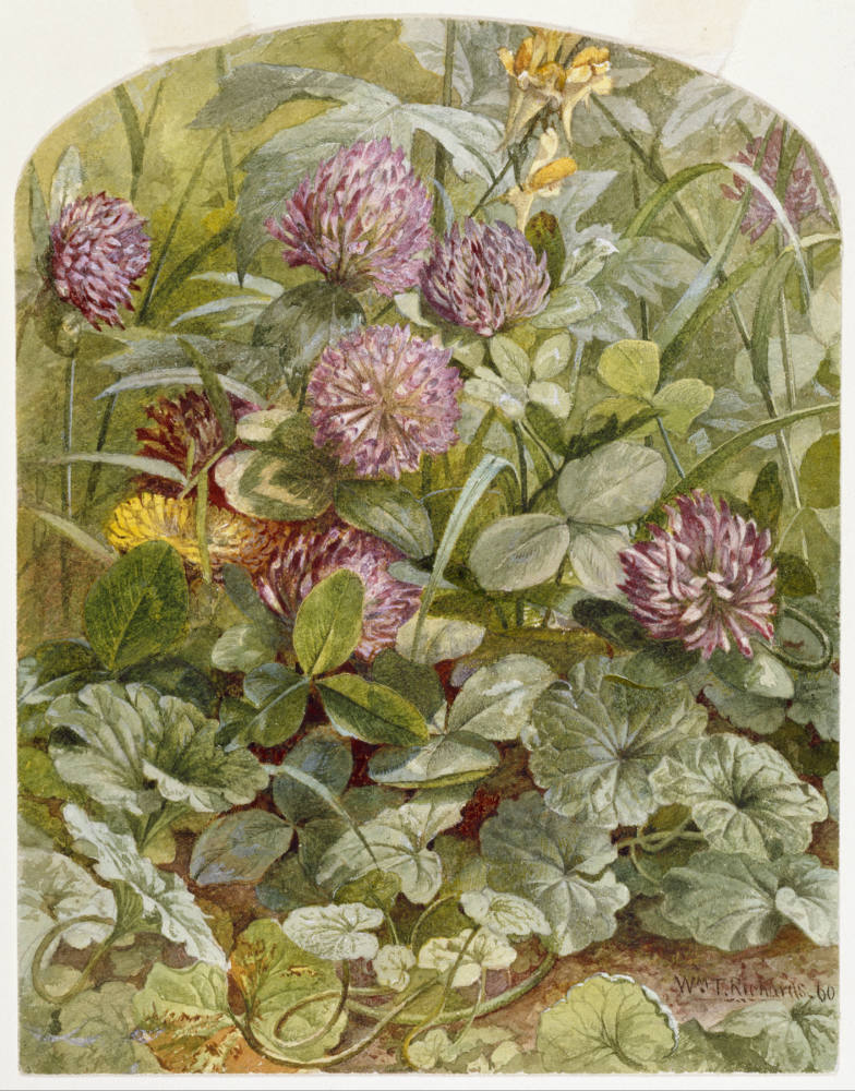 Solve William Trost Richards--Red Clover with Butter-and-Eggs and ...