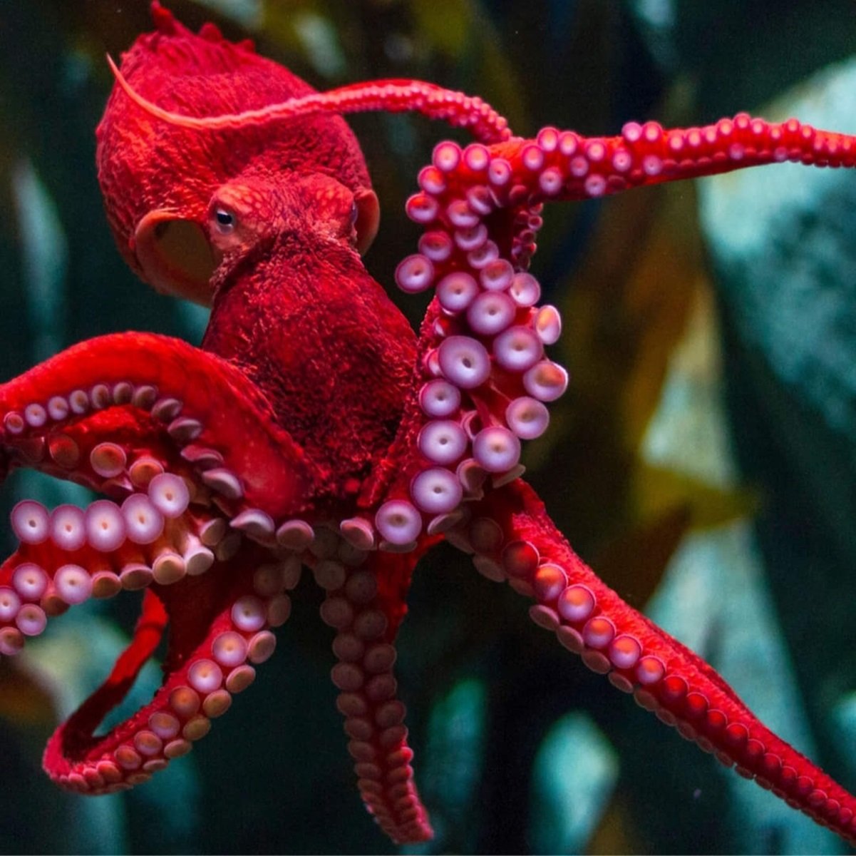 Solve Red Octopus jigsaw puzzle online with 121 pieces