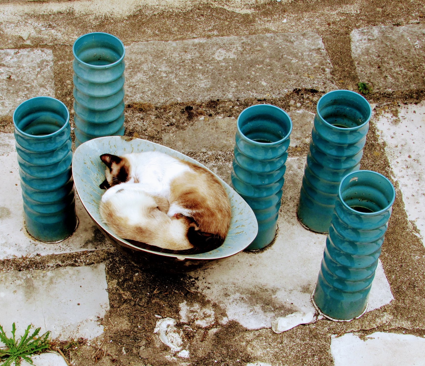 Jigsaw Puzzle | 154 pieces | Cats in ceramic pots 2 | Jigidi
