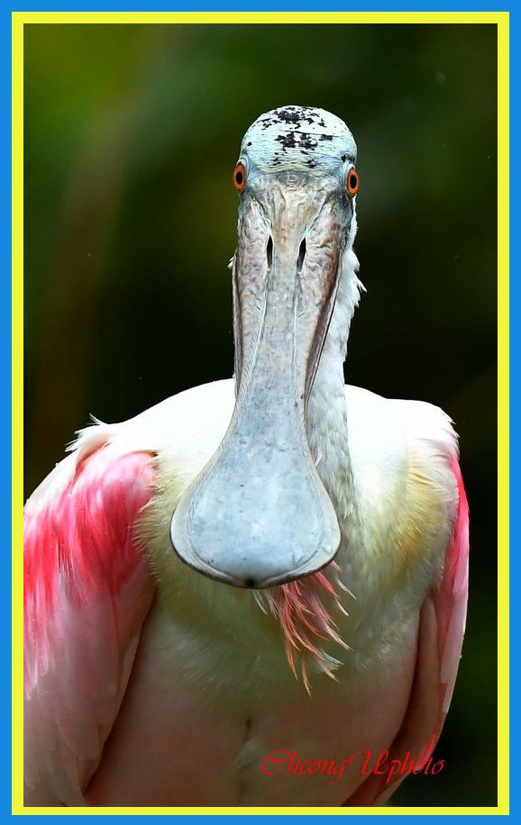 Solve Roseate Spoonbill jigsaw puzzle online with 77 pieces