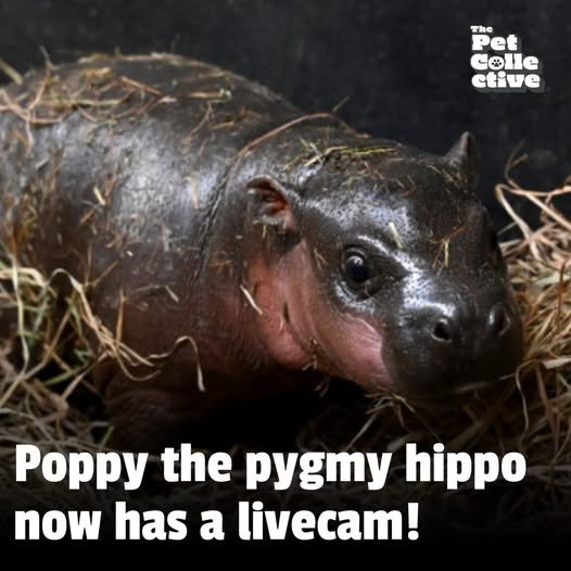 Solve Wobblybear's Fun Stuff (wbfs) - Poppy the pygmy hippo* jigsaw ...