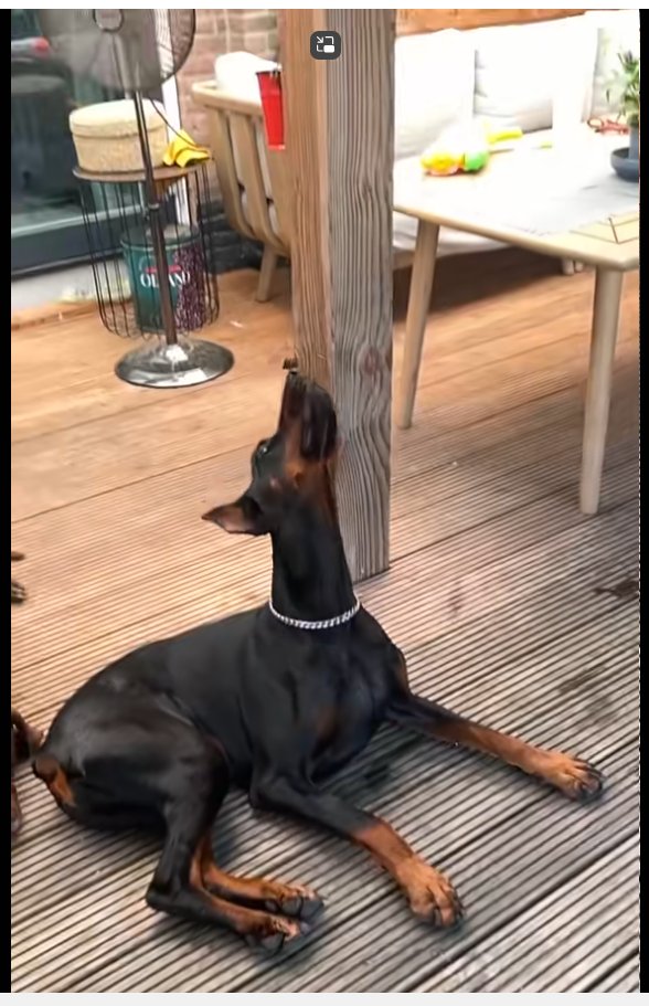 Solve Doberman, Bogota, Goes Outside To Sit in Sun—Laughter As He Gets ...