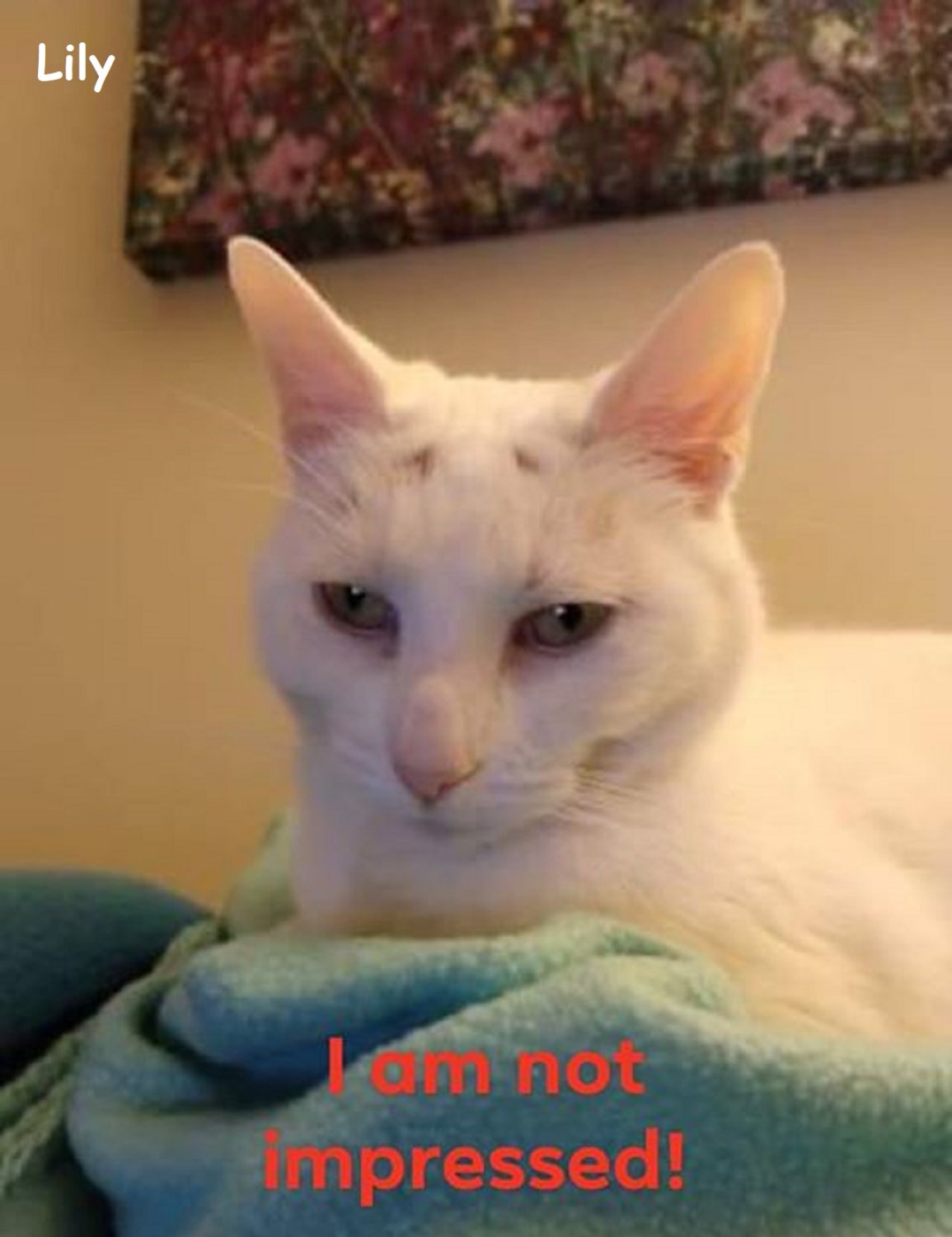 Solve Remembering Lily 0612 - The 'not impressed' look jigsaw puzzle ...