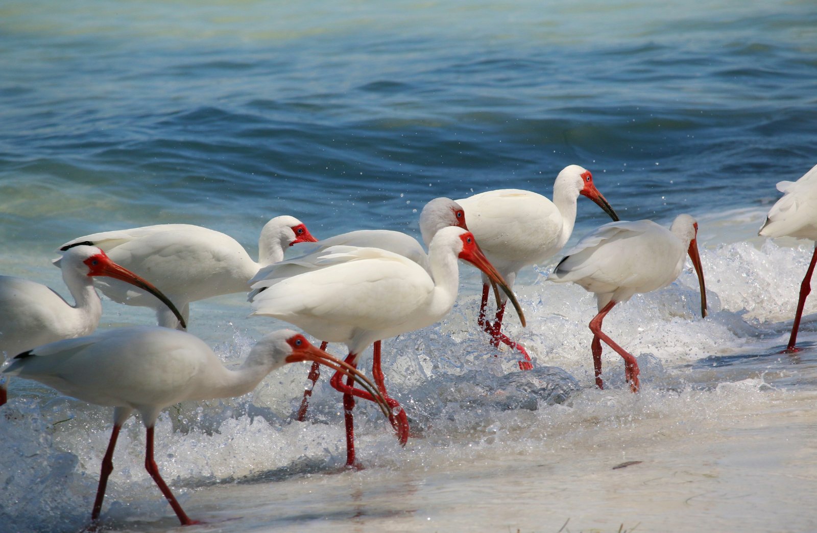 Solve Egrets jigsaw puzzle online with 40 pieces