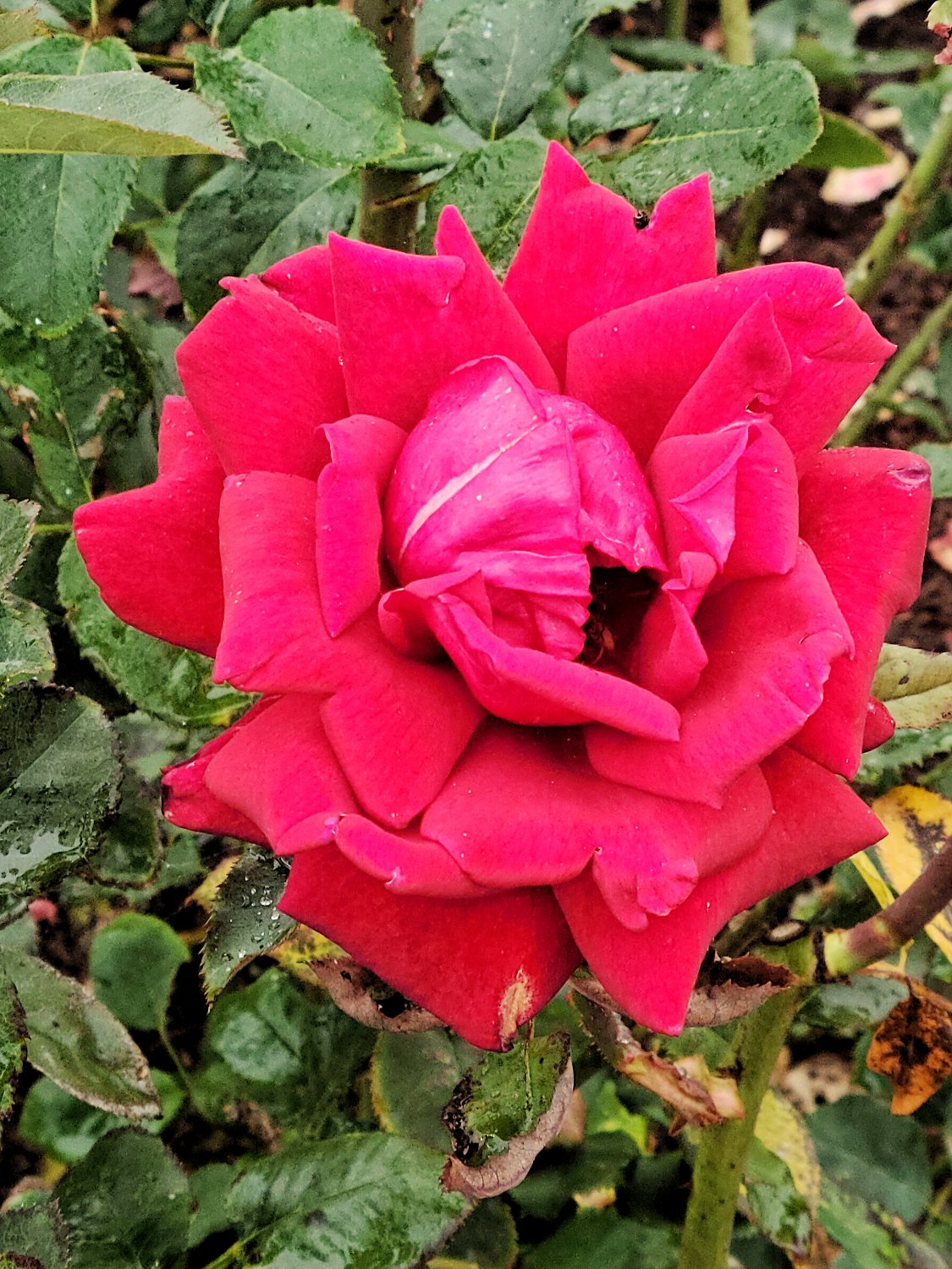 Jigsaw Puzzle | 63 pieces | Bold Red Rose | Jigidi