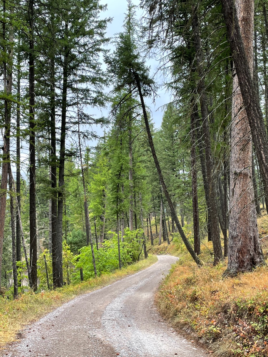 Solve on my morning walk jigsaw puzzle online with 130 pieces