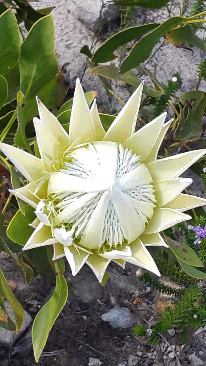 Solve Wild Protea. South Africa, jigsaw puzzle online with 60 pieces