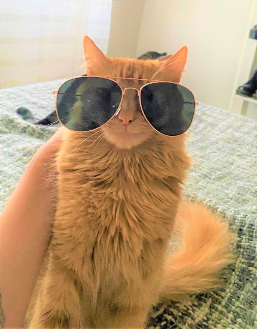 Solve After a long purrsuit, caught by the floofy paw of the law ...