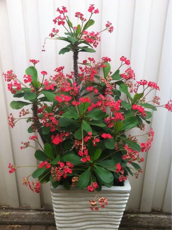 Solve Trnová koruna jigsaw puzzle online with 88 pieces