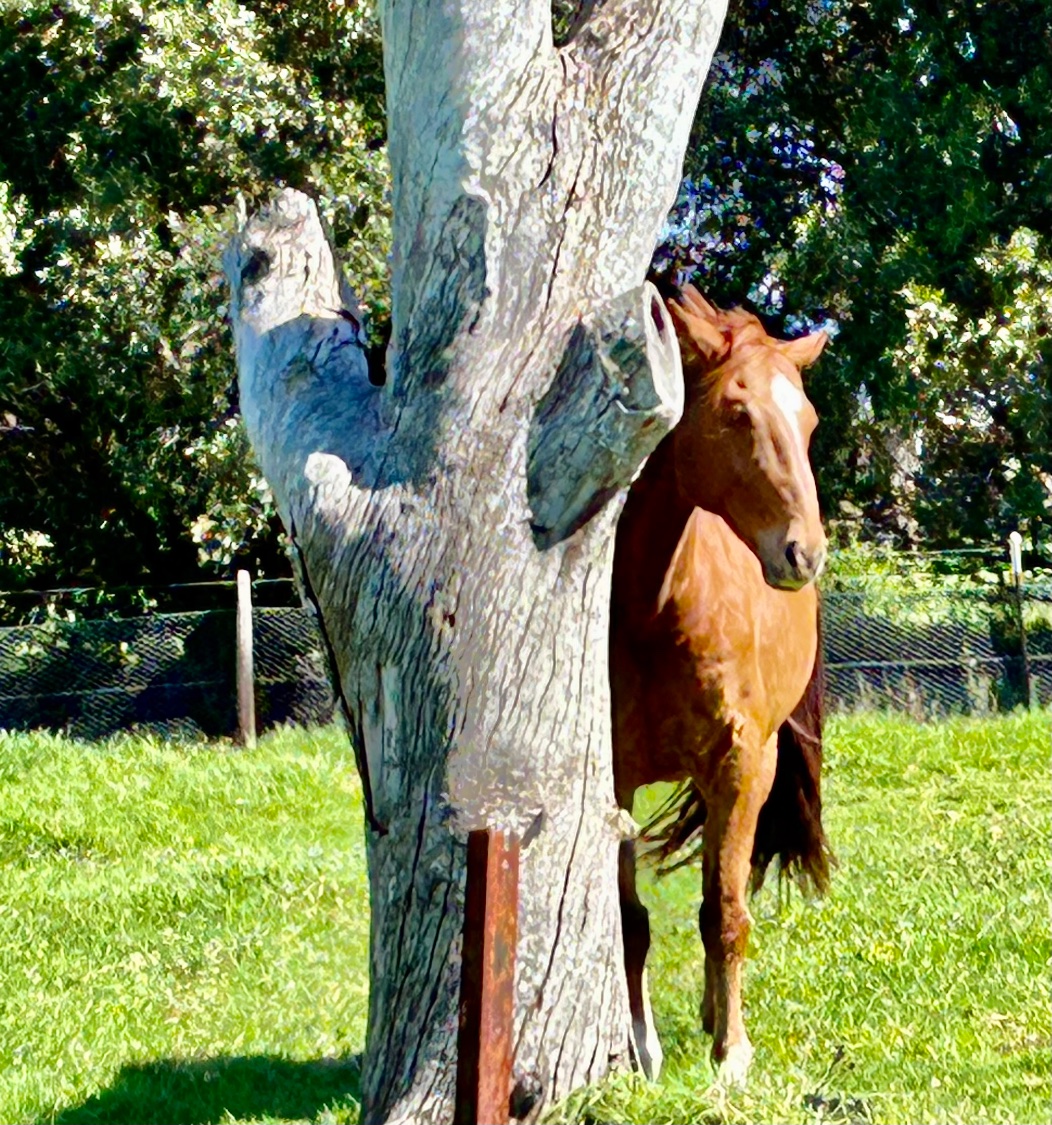 Solve Ollie hiding behind a tree 👀 jigsaw puzzle online with 9 pieces