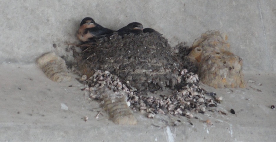 Solve Baby Barn Swallows under Sopchoppy Bridge jigsaw puzzle online ...