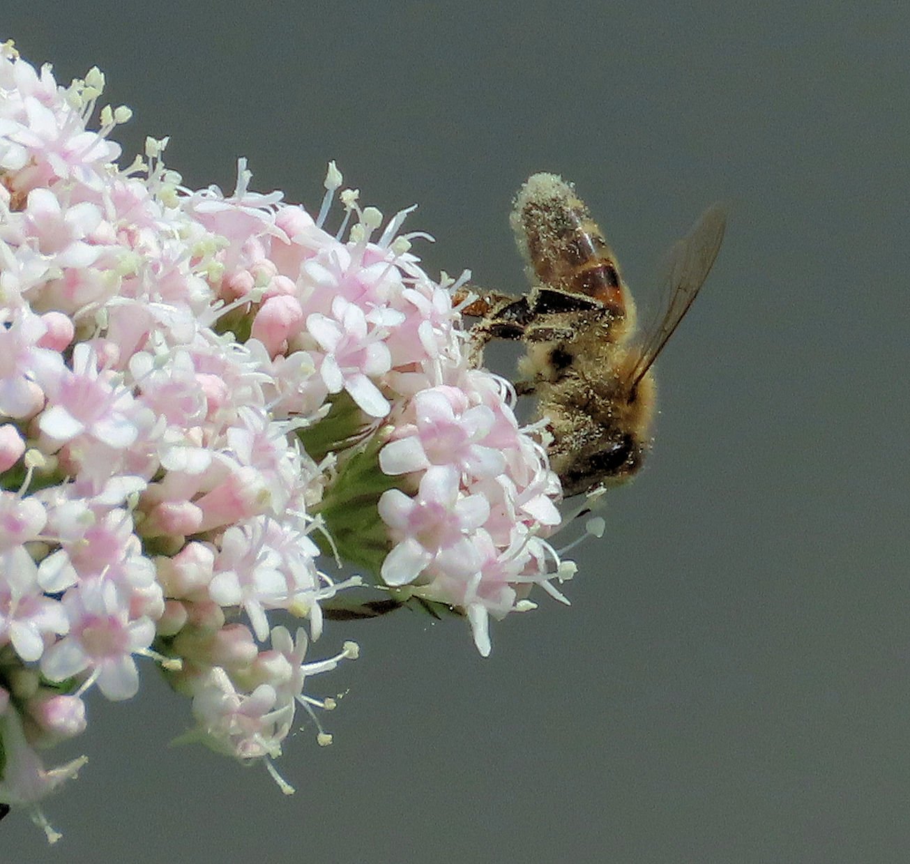 Solve covered in pollen jigsaw puzzle online with 49 pieces