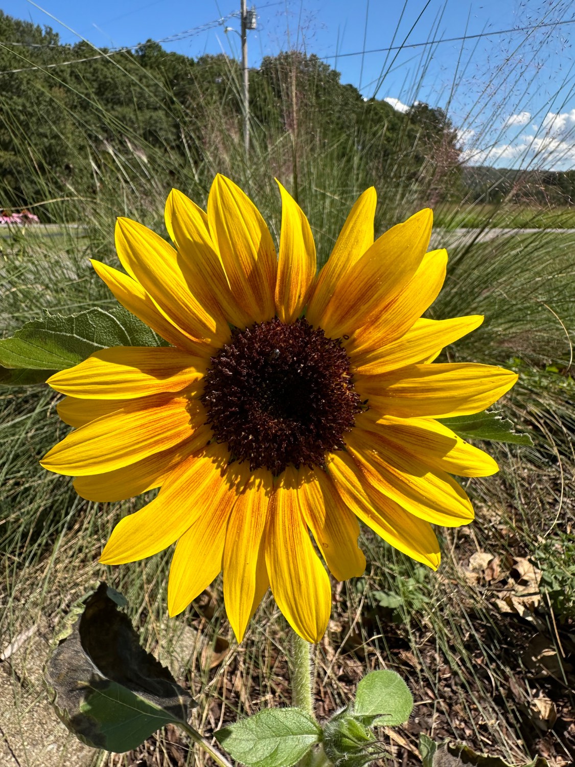 Jigsaw Puzzle | 594 pieces | Fall Flower | Jigidi