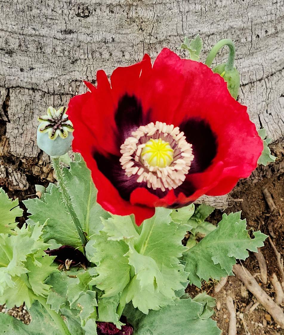 Solve Simple Poppy jigsaw puzzle online with 30 pieces