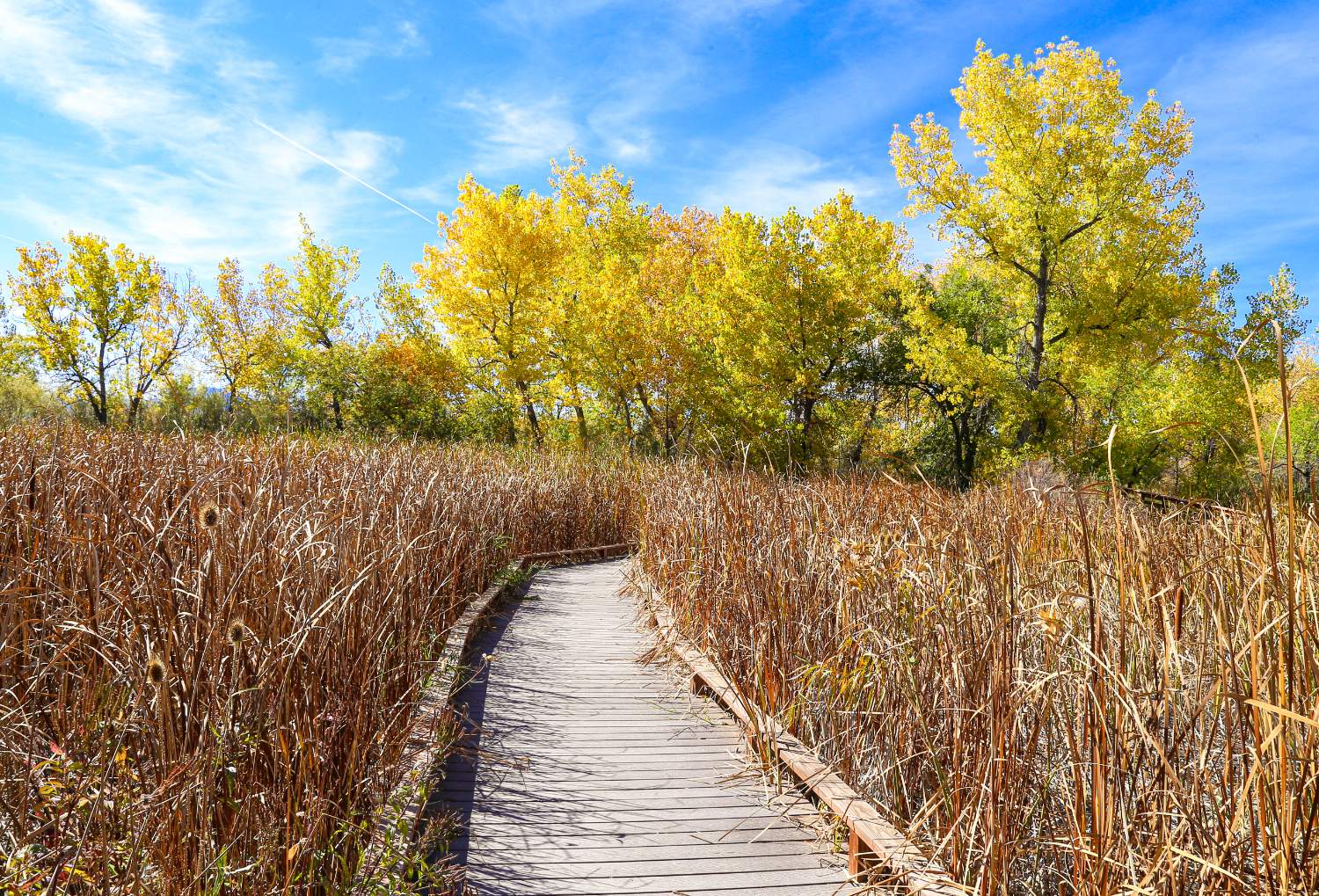 Solve COLORADO WETLANDS jigsaw puzzle online with 96 pieces
