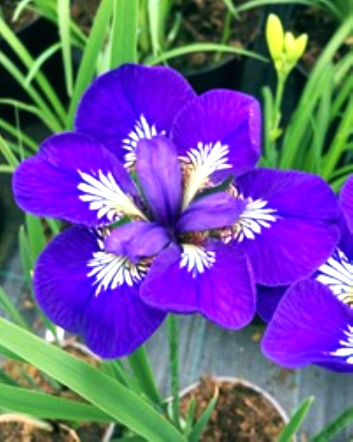Solve Purple Iris jigsaw puzzle online with 252 pieces