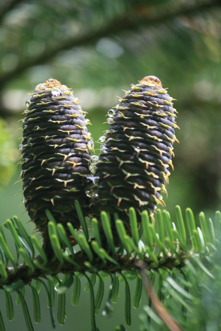 Solve 🤎🌲 Cones 🌲🤎 jigsaw puzzle online with 15 pieces