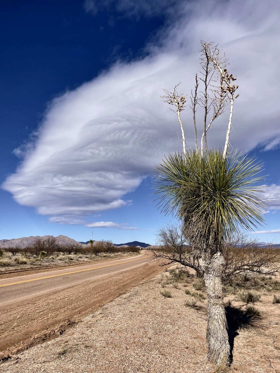 Solve A Soaptree Yucca (Yucca elata) along Mescal Road, Cochise County ...