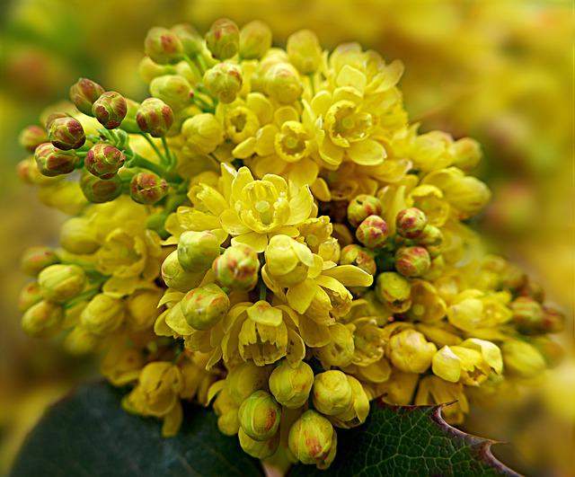 Solve The U.S. Official State Flower of Oregon jigsaw puzzle online ...
