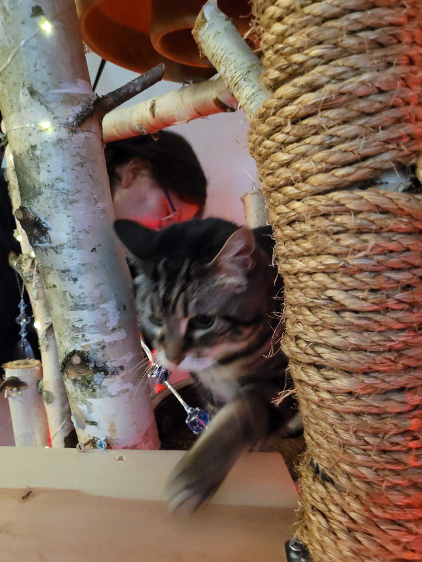 Solve Kate the Cat jigsaw puzzle online with 63 pieces