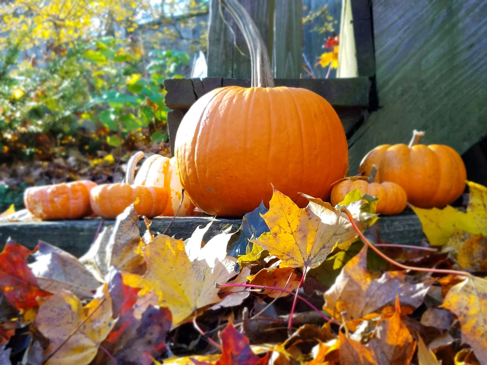 Solve Pumpkins jigsaw puzzle online with 48 pieces