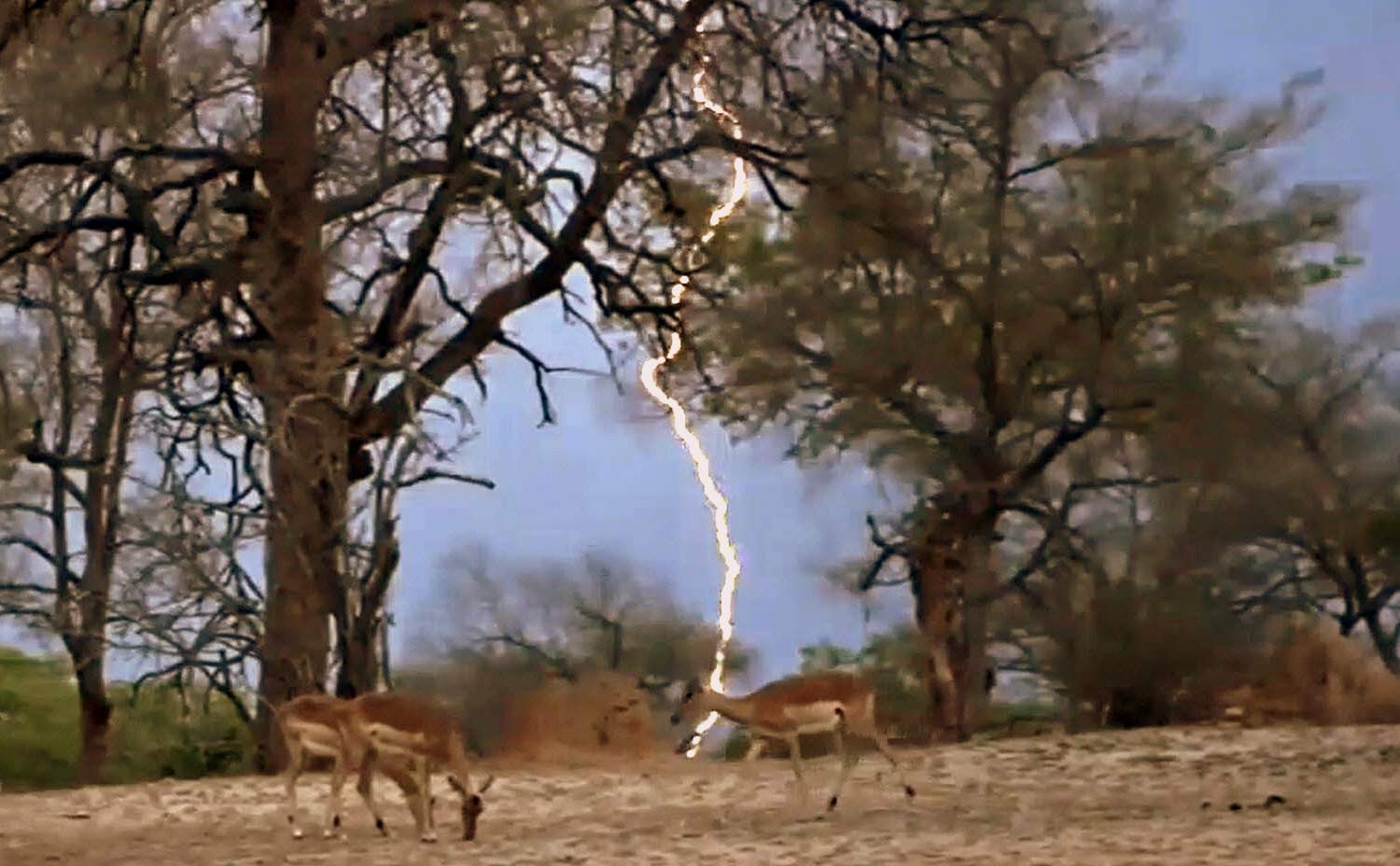 Solve Lightning strike - S.A. Safari Park nature jigsaw puzzle online ...
