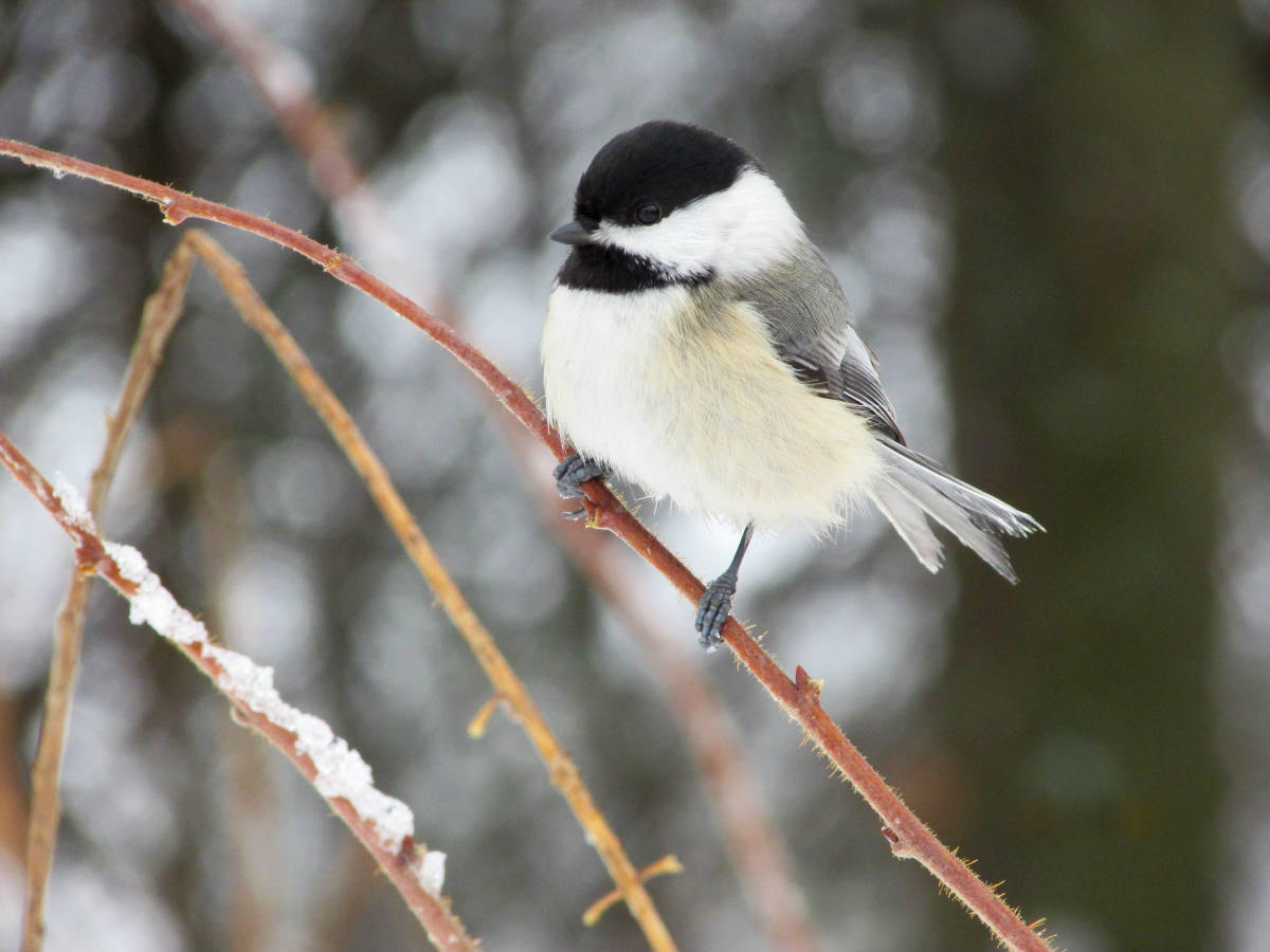 Solve Chickadee jigsaw puzzle online with 80 pieces
