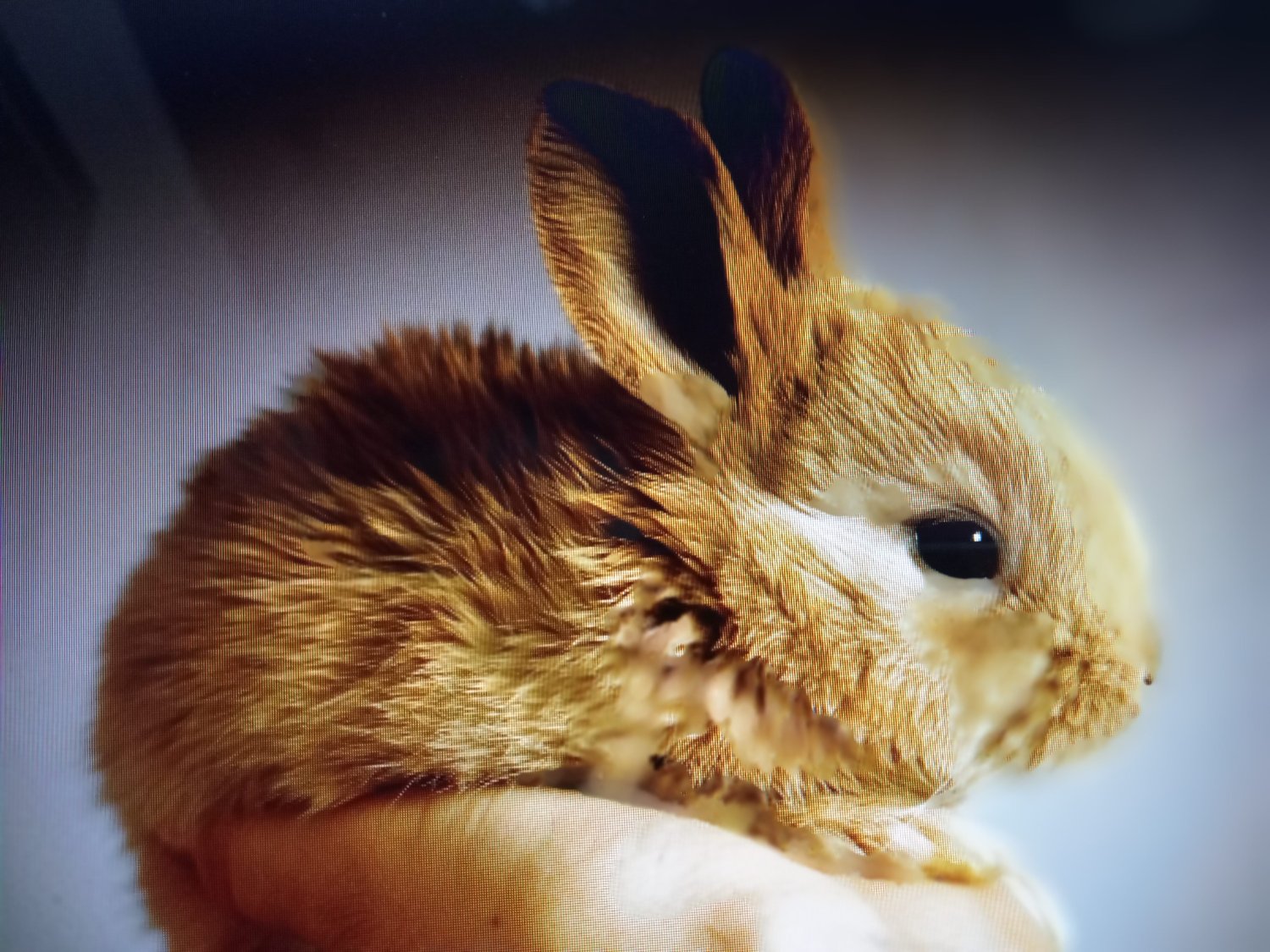 Jigsaw Puzzle | Sweet Dwarf Bunny | 20 pieces | Jigidi