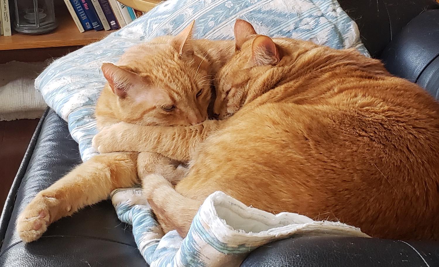 Solve Papaya & Mango 2023/01/11 jigsaw puzzle online with 45 pieces