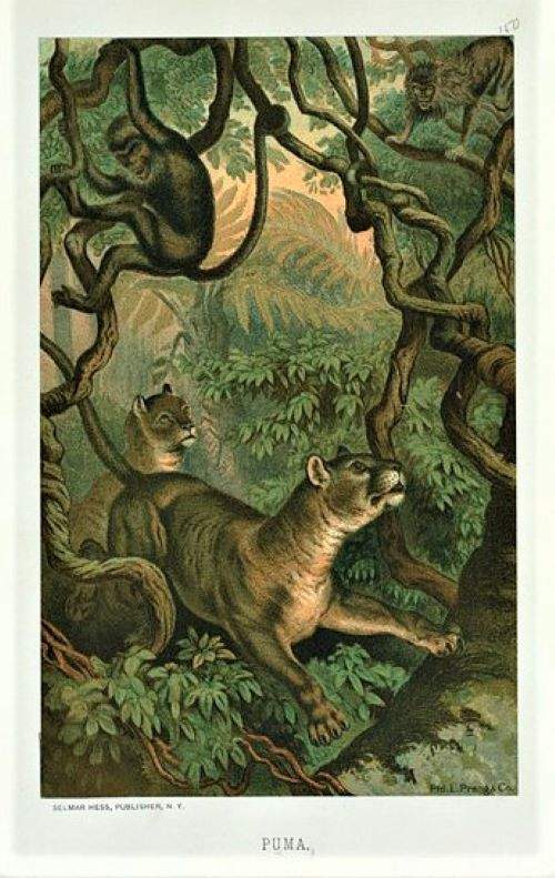 Solve Puma - New York City Public Library Digital Collection jigsaw ...