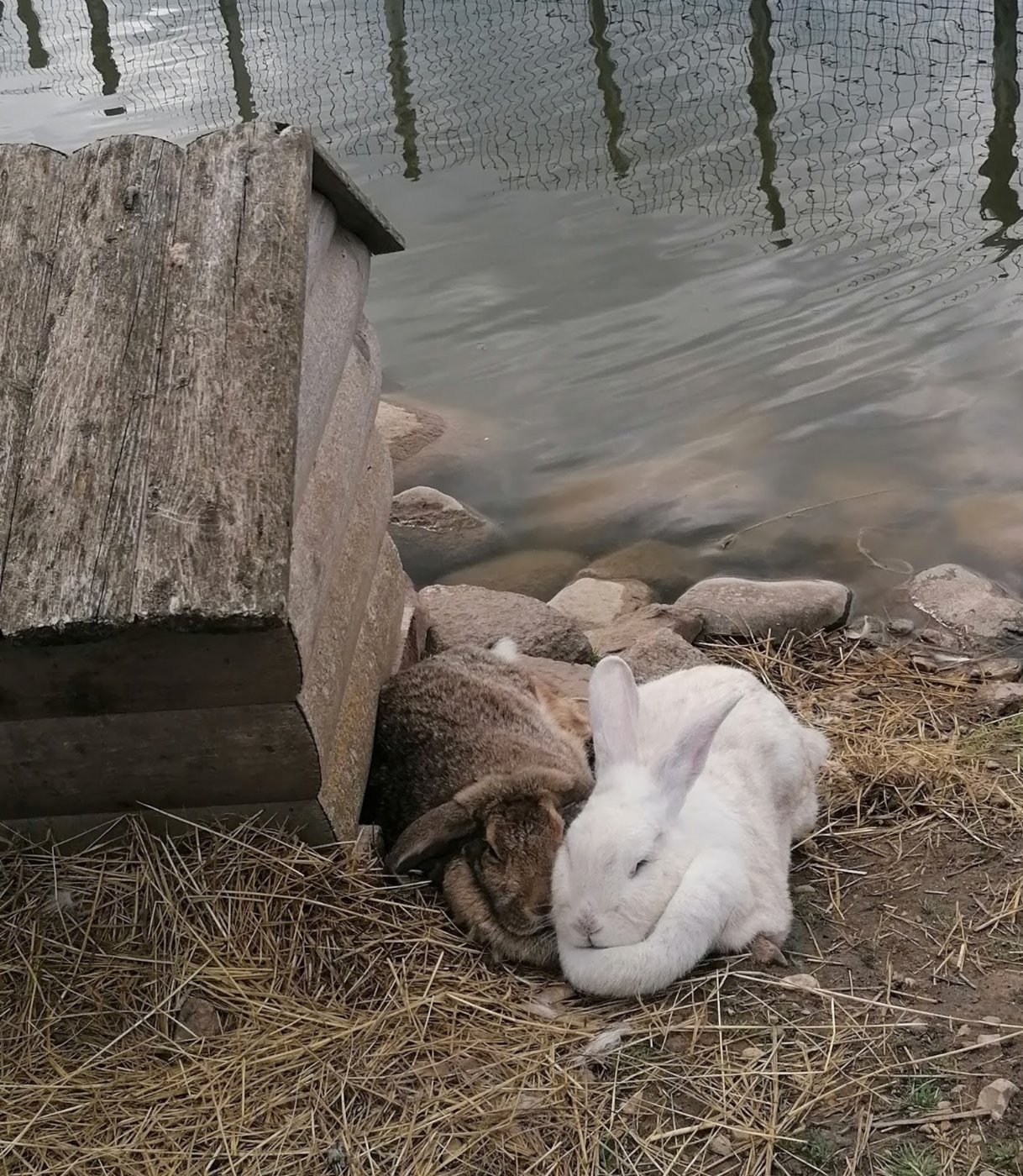 Solve rabbit jigsaw puzzle online with 42 pieces