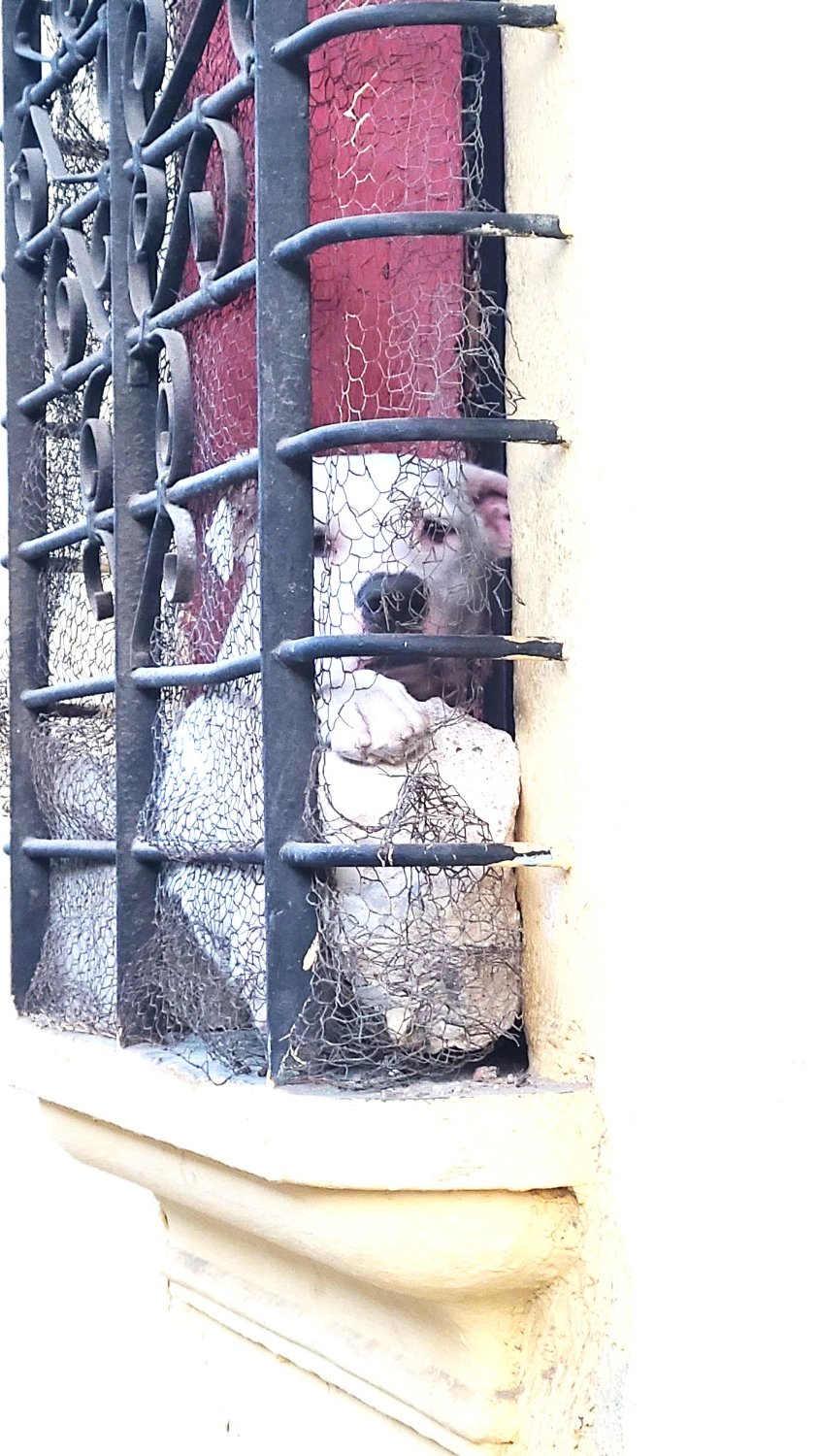 Solve Kelly in Guatemala - Doggy in the Window - Perro de Antigua3 ...